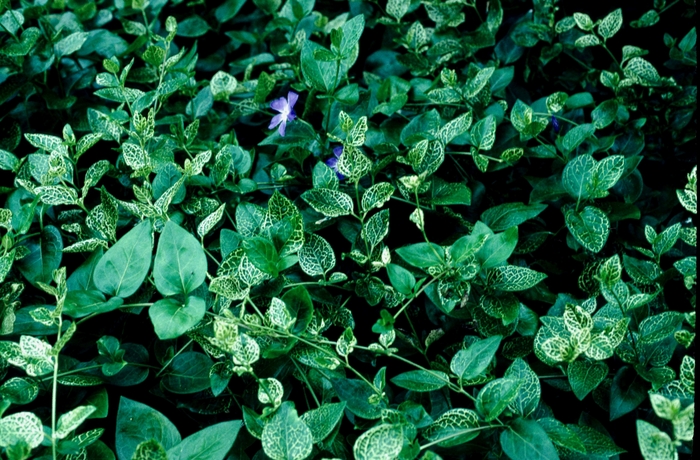 Vinca Vine | Variegated | Bloomfield Garden Center