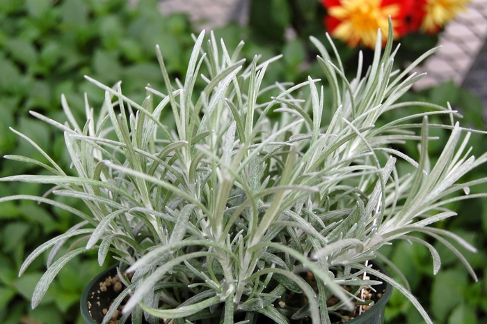 Helichrysum | Silver Ribbons | Bloomfield Garden Center