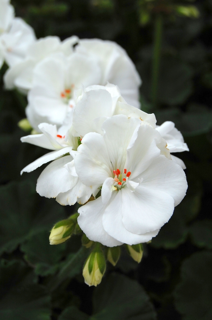 Tango White | Geranium - Zonal | Bloomfield Garden Center Tango White | Geranium - Zonal | Bloomfield Garden Center