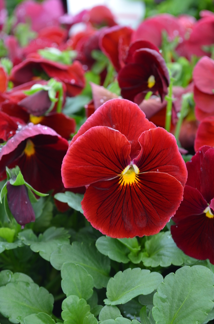 Pansy | Spring Matrix® Scarlet | Bloomfield Garden Center
