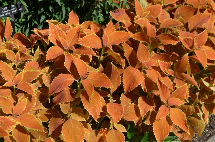 Coleus | Rustic Orange | Bloomfield Garden Center