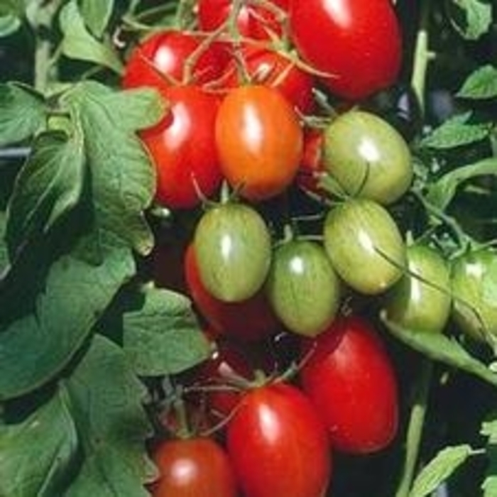 Tomato - Cherry | Juliet | Bloomfield Garden Center