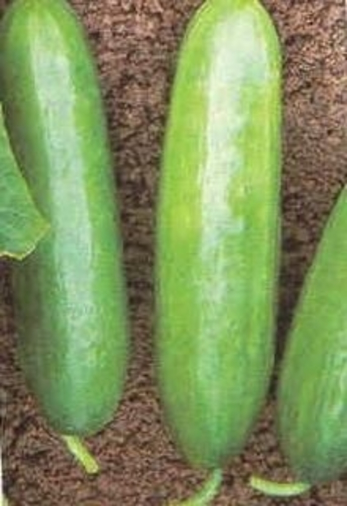 Cucumber | Bush Crop | Bloomfield Garden Center