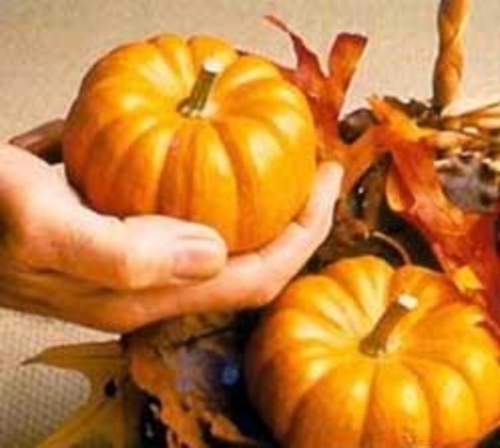 pumpkin-jack-be-little-bloomfield-garden-center