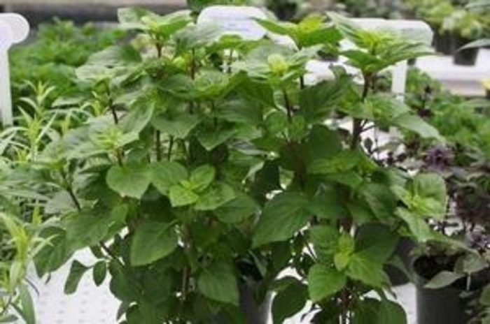 Basil | Greek Columnar | Bloomfield Garden Center