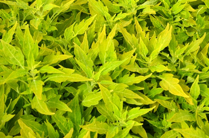 Coleus | Flame Thrower™ 'Salsa Verde' | Bloomfield Garden Center