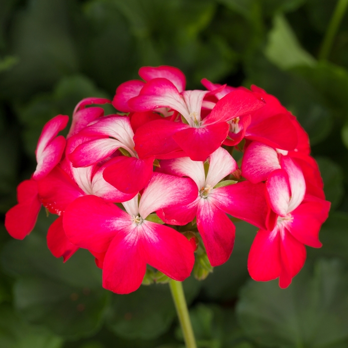Geranium - Zonal | Tango Bicolor Cherry | Bloomfield Garden Center