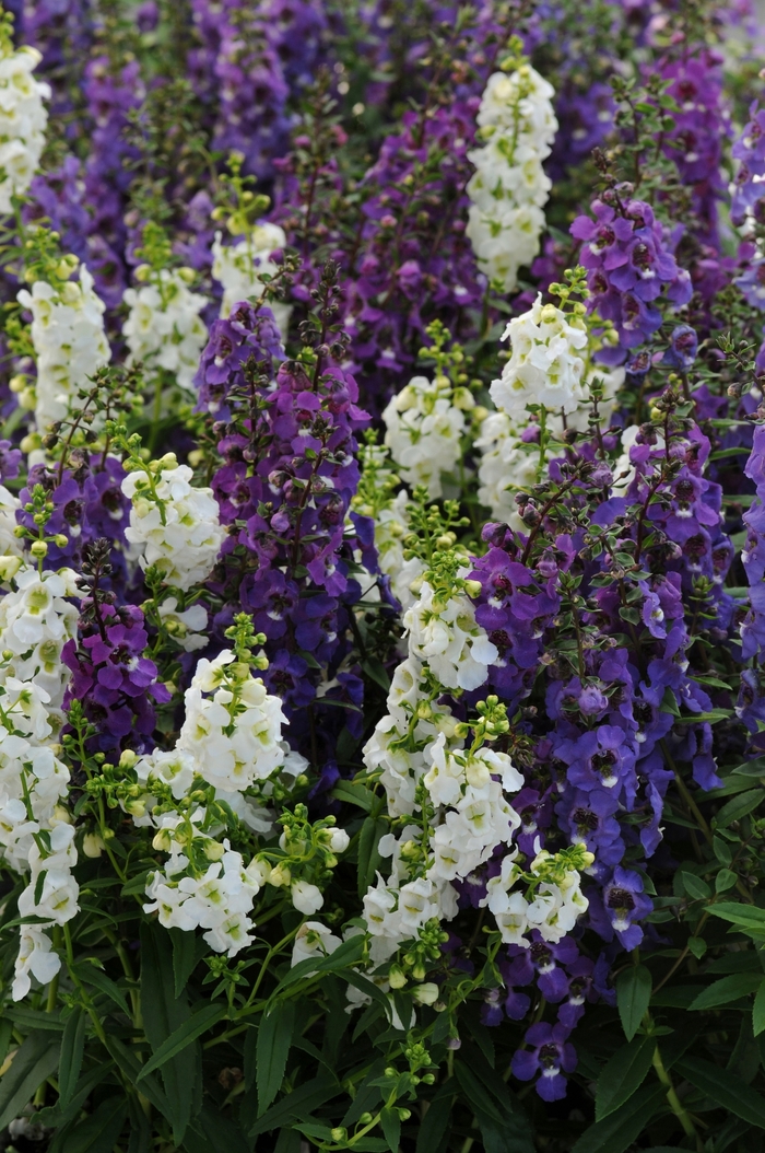 Angelonia | Serena® Mix | Bloomfield Garden Center