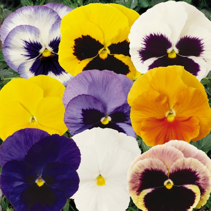 Pansy | Spring Matrix Mix | Bloomfield Garden Center
