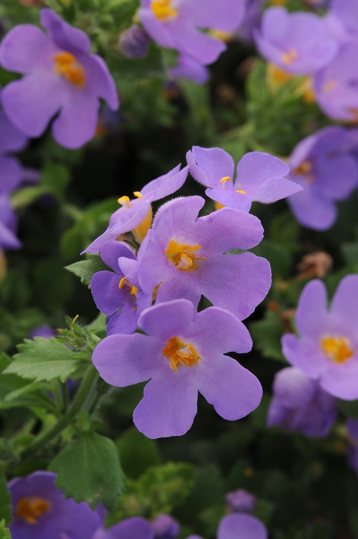 Bacopa | Scopia Gulliver Blue | Bloomfield Garden Center