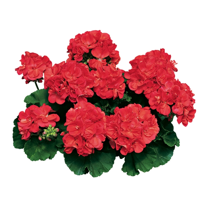 Americana Coral | Geranium - Zonal | Bloomfield Garden Center