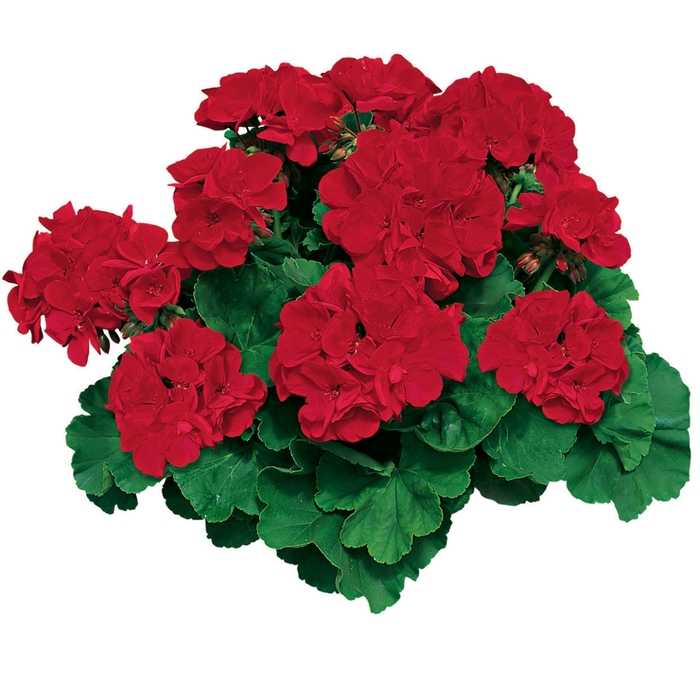 Geranium - Zonal | Americana Dark Red | Bloomfield Garden Center