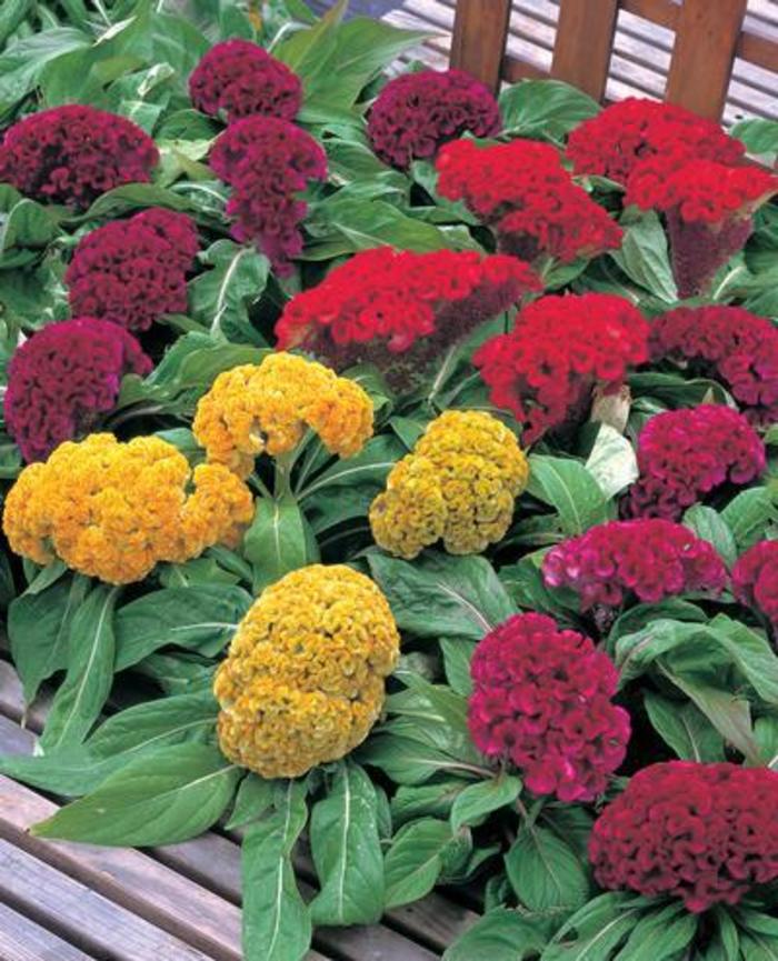 Celosia - Cockscomb | Armor Mix | Bloomfield Garden Center