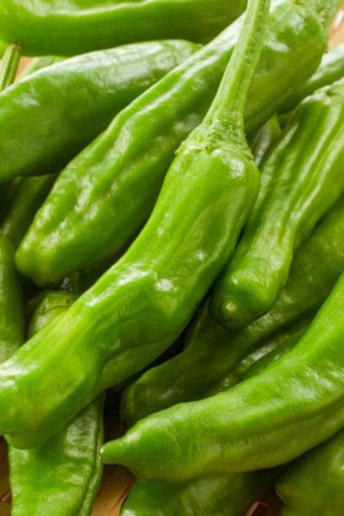 Pepper - HOT | Serrano | Bloomfield Garden Center