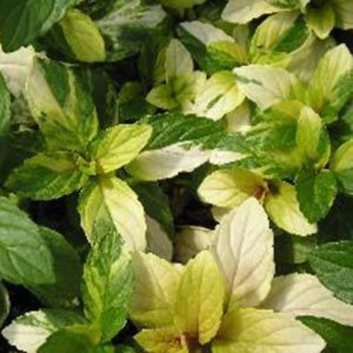 Mint | Peppermint Variegated | Bloomfield Garden Center