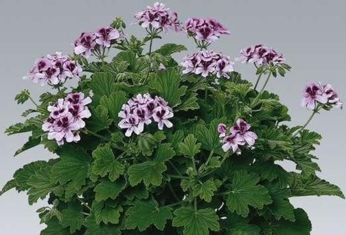Geranium - Scented | Lemona | Bloomfield Garden Center