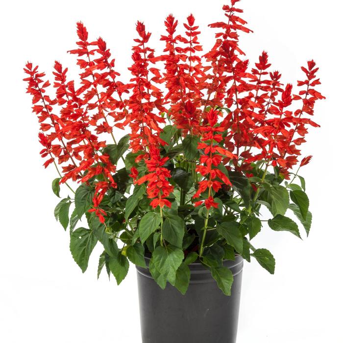 Salvia splendens | Grandstand Candy Apple | Bloomfield Garden Center