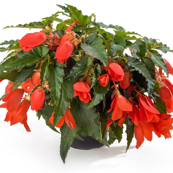 Begonia - Boliviensis | Waterfall Encanto Orange | Bloomfield Garden Center