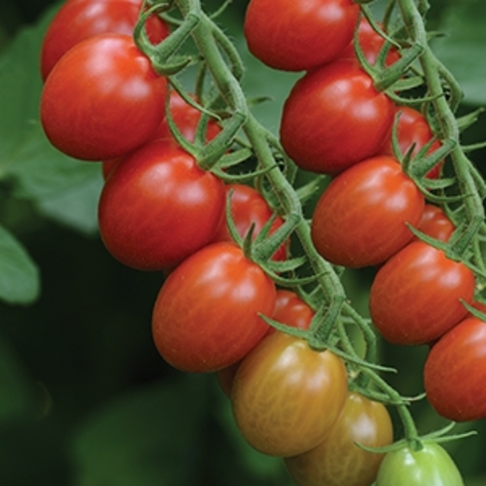 Tomato - Cherry | Cupid | Bloomfield Garden Center