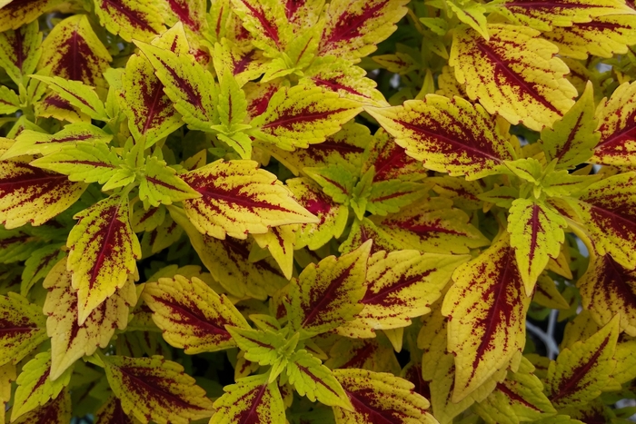 Coleus | Pineapple Splash | Bloomfield Garden Center