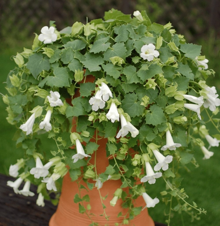 Lophospermum hybrid | Lofos®Compact White | Bloomfield Garden Center
