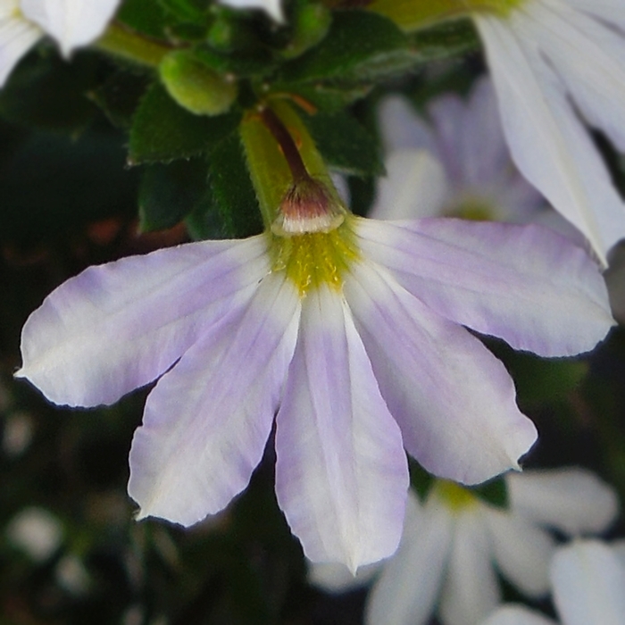 Scaevola - Fanflower | Bombay® Platinum | Bloomfield Garden Center