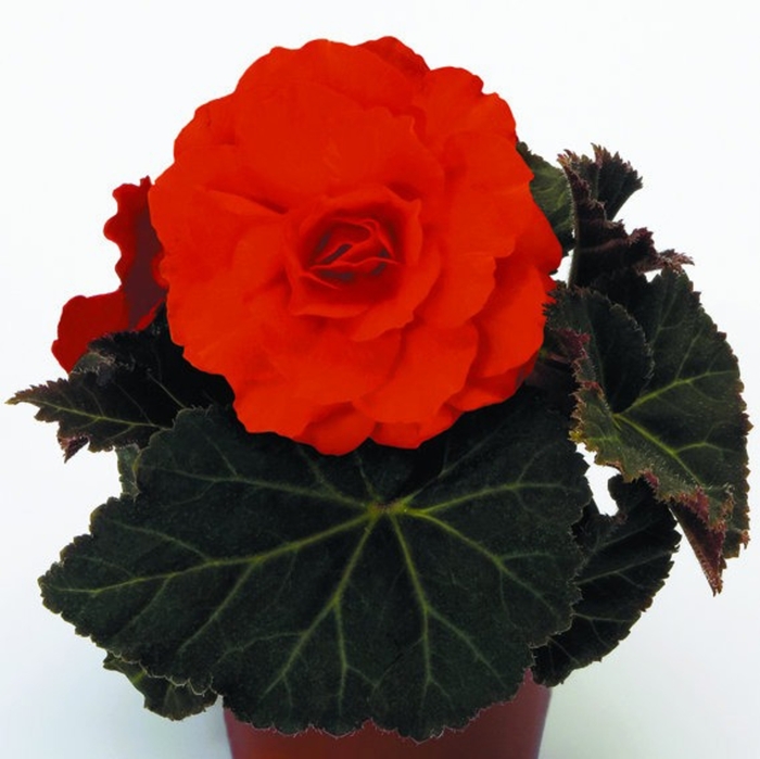 Begonia - Tuberous | Nonstop® Mocca Deep Orange | Bloomfield Garden Center