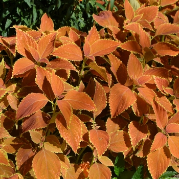 Bloomfield Garden Center